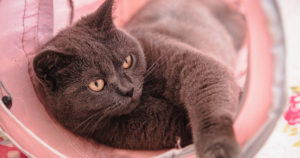 【jQuery】処理する順番を指定するwhen()とdone()の使い方 | MUGEN WEB note