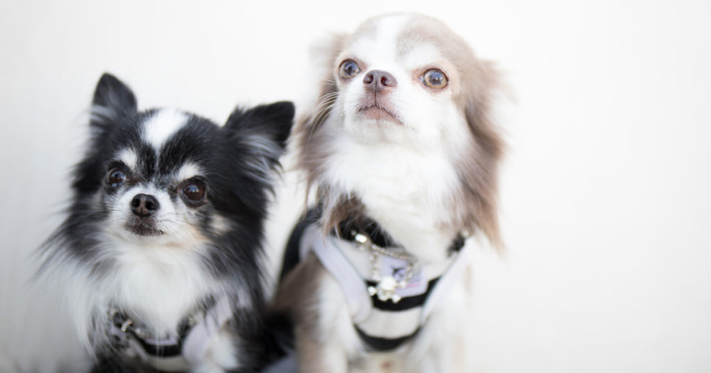 jquery.csv.jsで、csvデータをクエリパラメーターで出力htmlを振り分ける | MUGEN WEB note