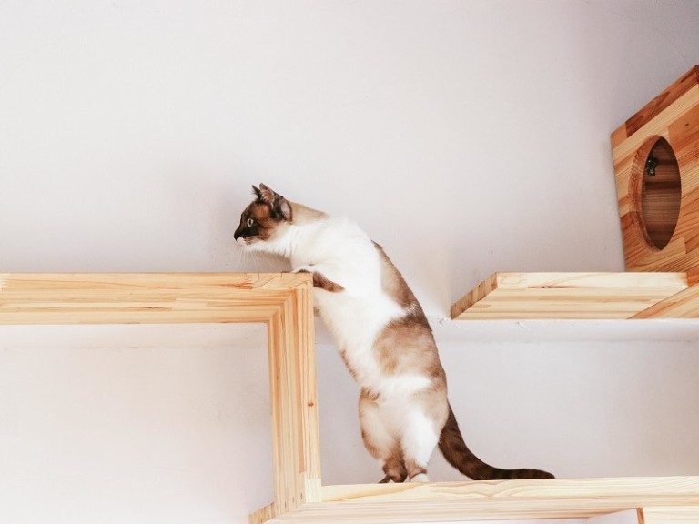 フォーム入力時にひらがな・カタカナ・全角・半角をjQueryで自動変換する | MUGEN WEB note