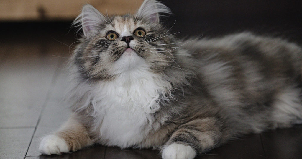 jQueryのslice()を使って文字列の最初や最後の1文字を削除する | MUGEN WEB note