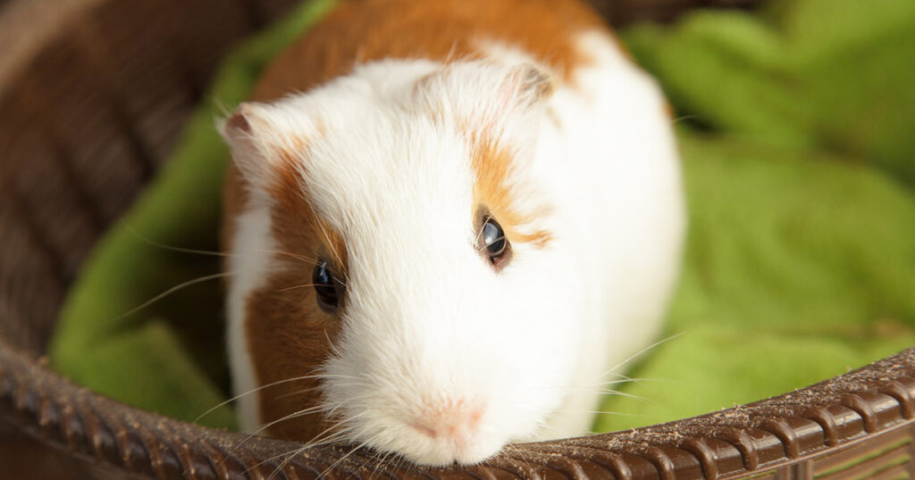 jQueryのslice()を使って文字列の最初や最後の1文字を削除する | MUGEN WEB note